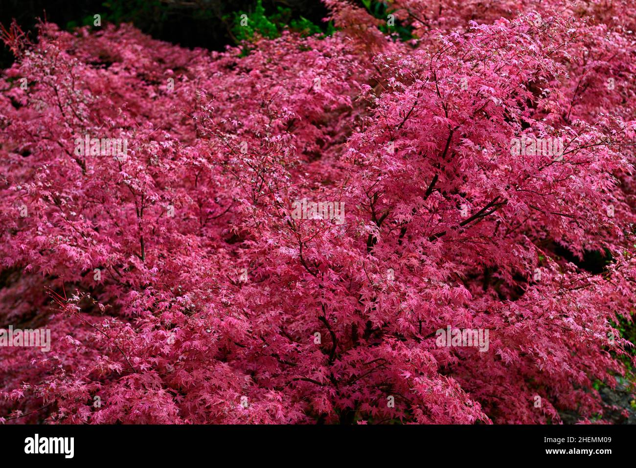 Acer palmatum otome zakura red hi-res stock photography and images - Alamy