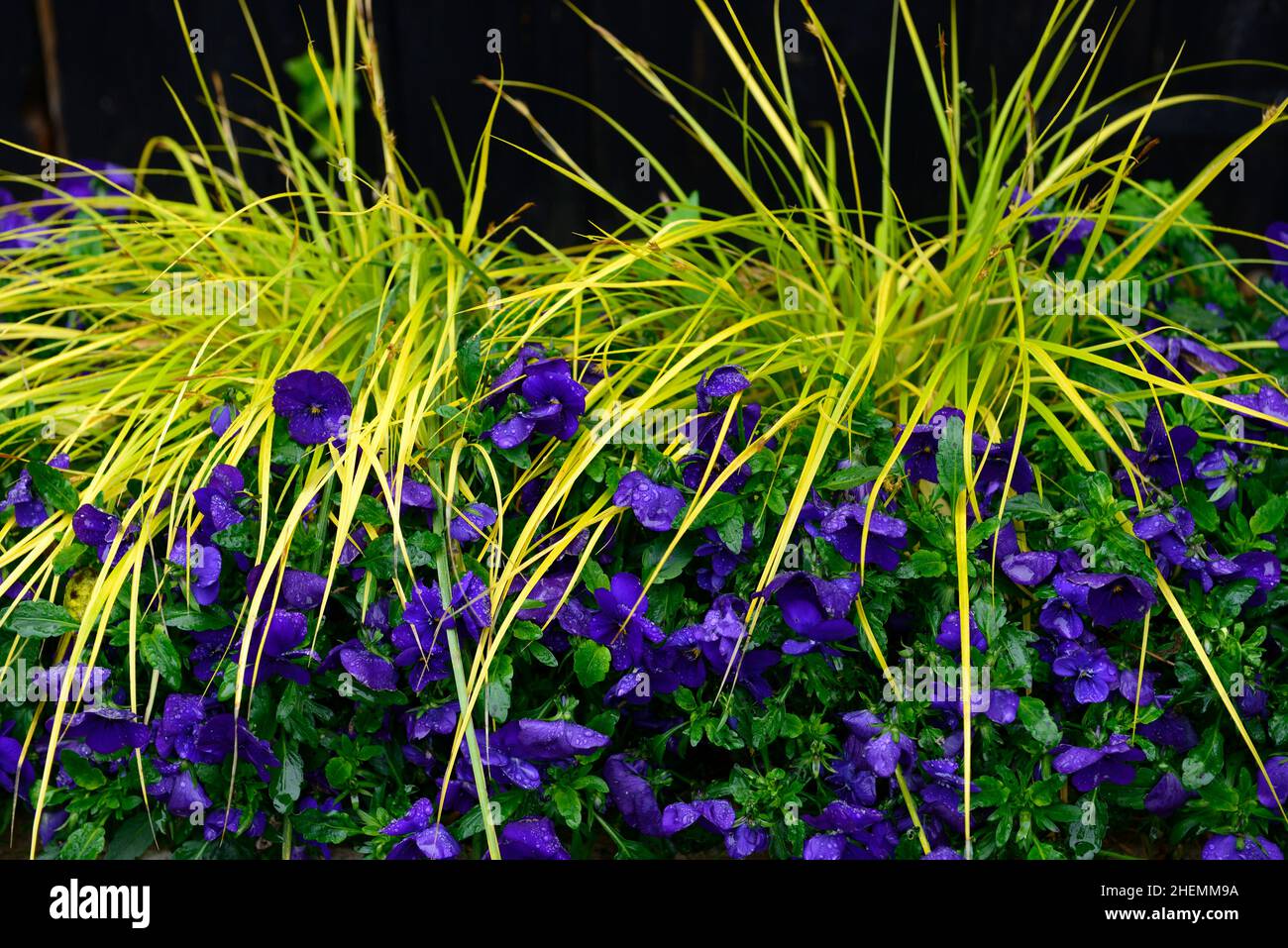 Carex oshimensis Everillo,Japanese Sedge,lime green sedge,sedges,blue ...