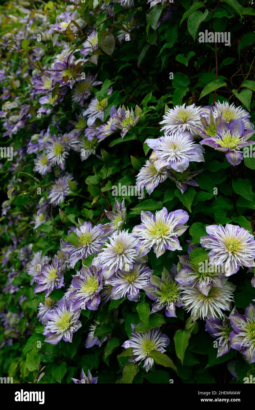 Clematis multi blue hi-res stock photography and images - Alamy
