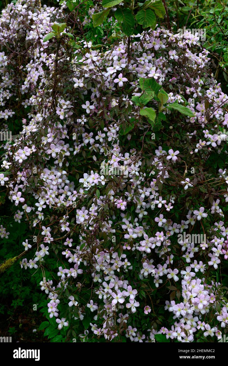 Clematis montana var rubens Pink Perfection,white pink flowers,flower ...
