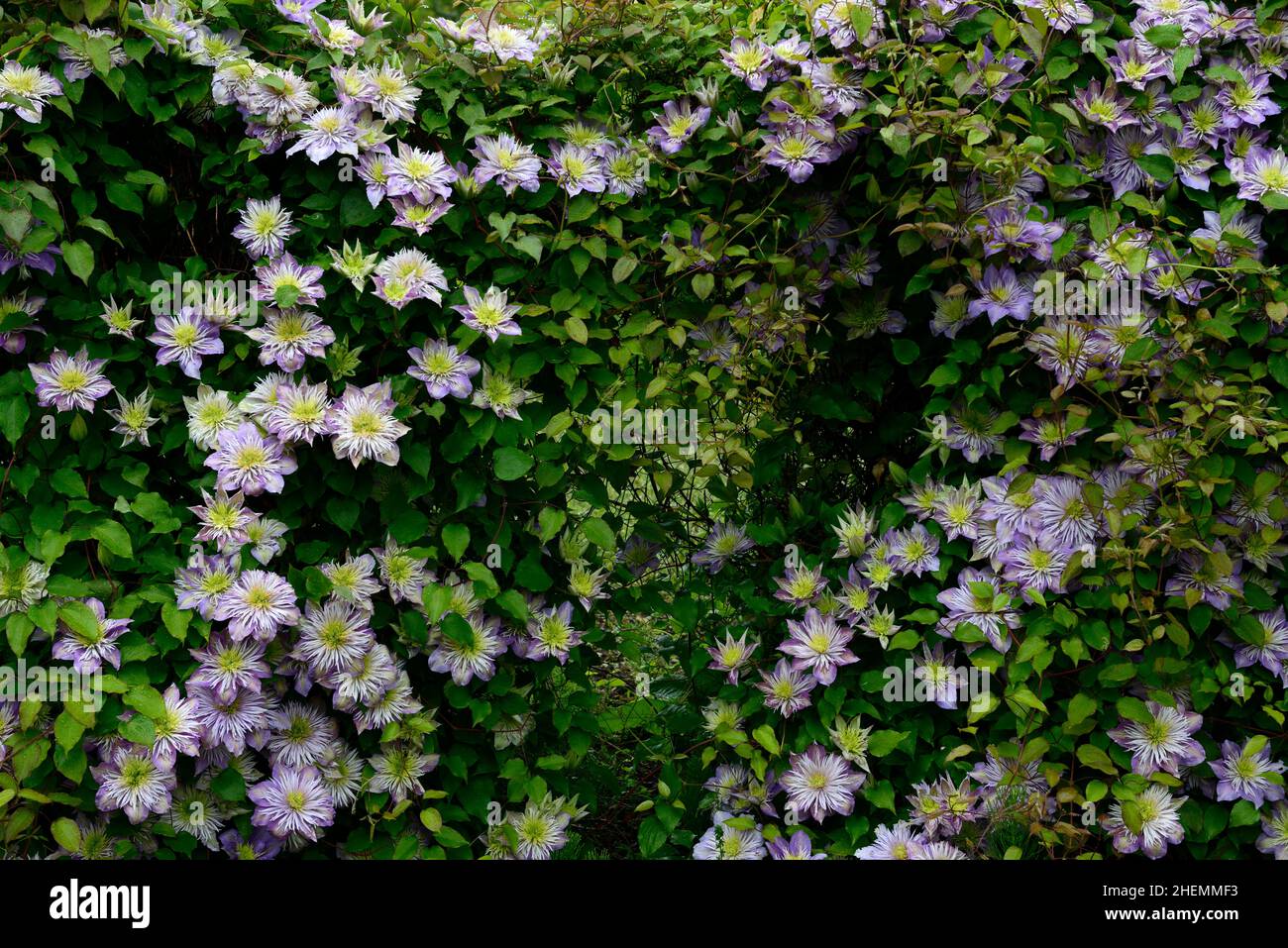 Clematis multi blue hi-res stock photography and images - Alamy
