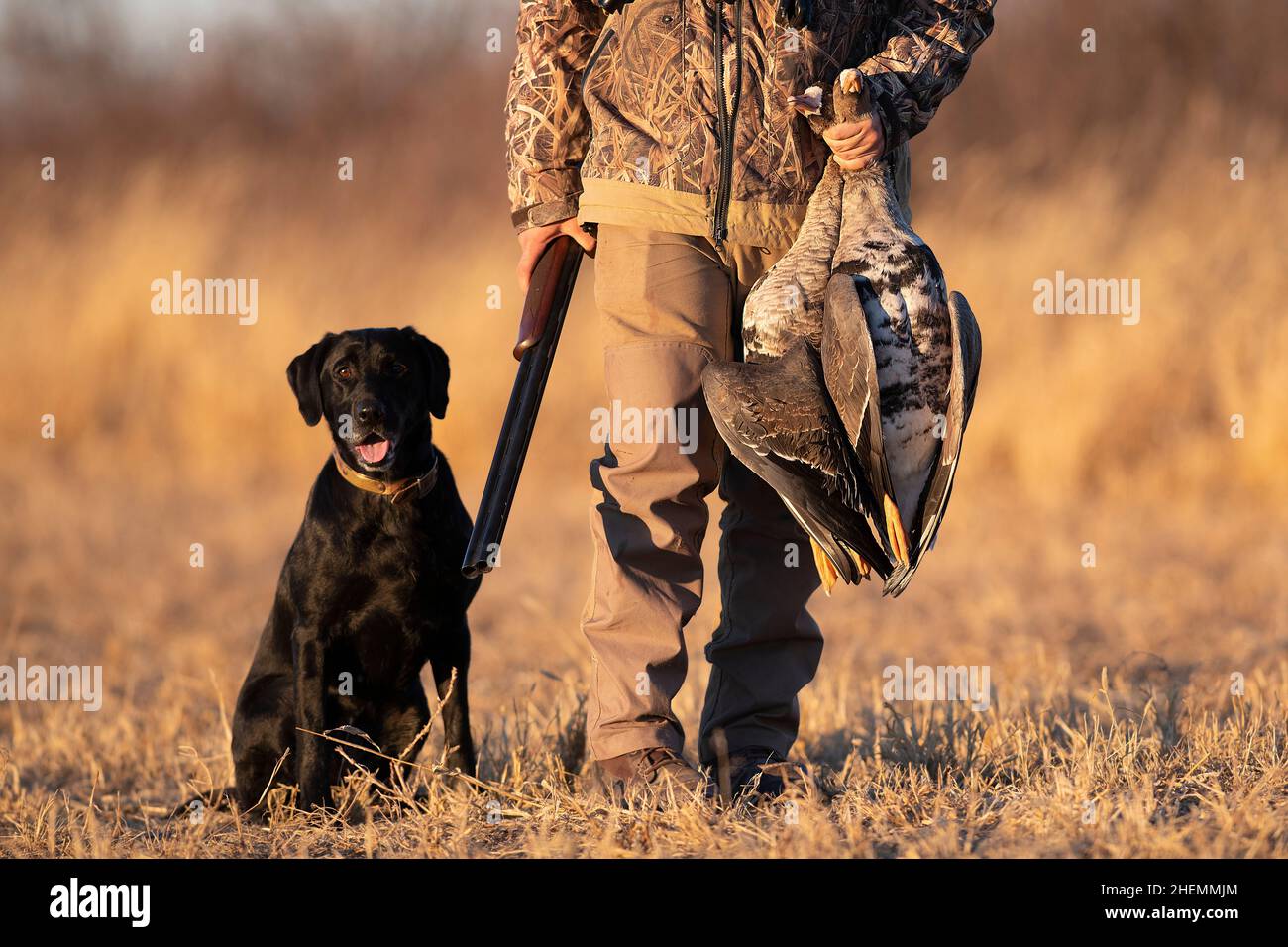 A goose hunter and his Black Labrador Retriever Stock Photo - Alamy