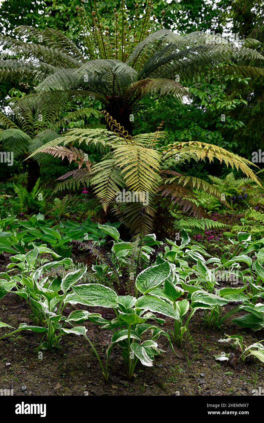 Dicksonia Antartica,Tree Fern,hosta,hostas,mixed woodland planting ...