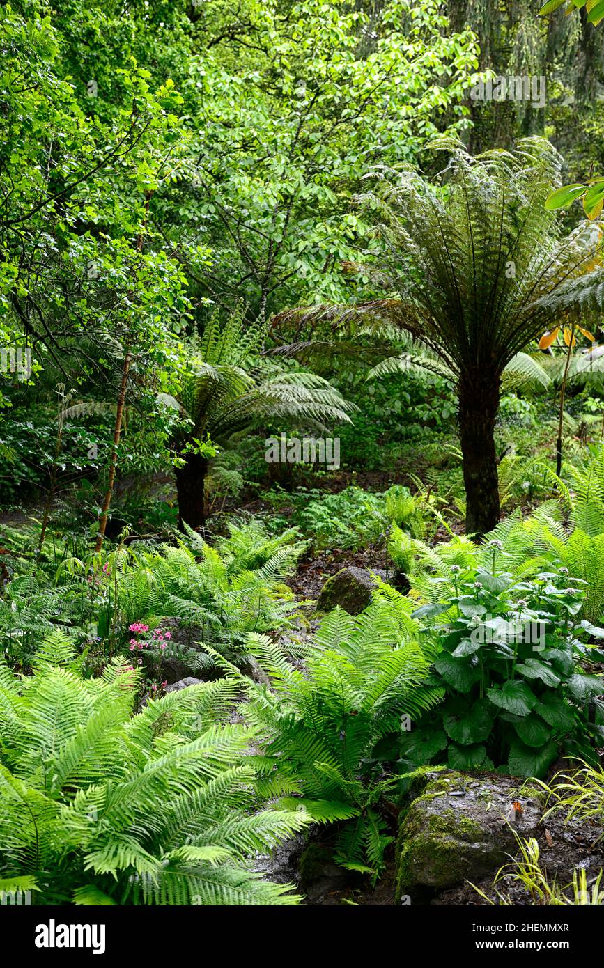 Dicksonia Antartica,Tree Fern,fern,ferns,mixed woodland planting scheme ...