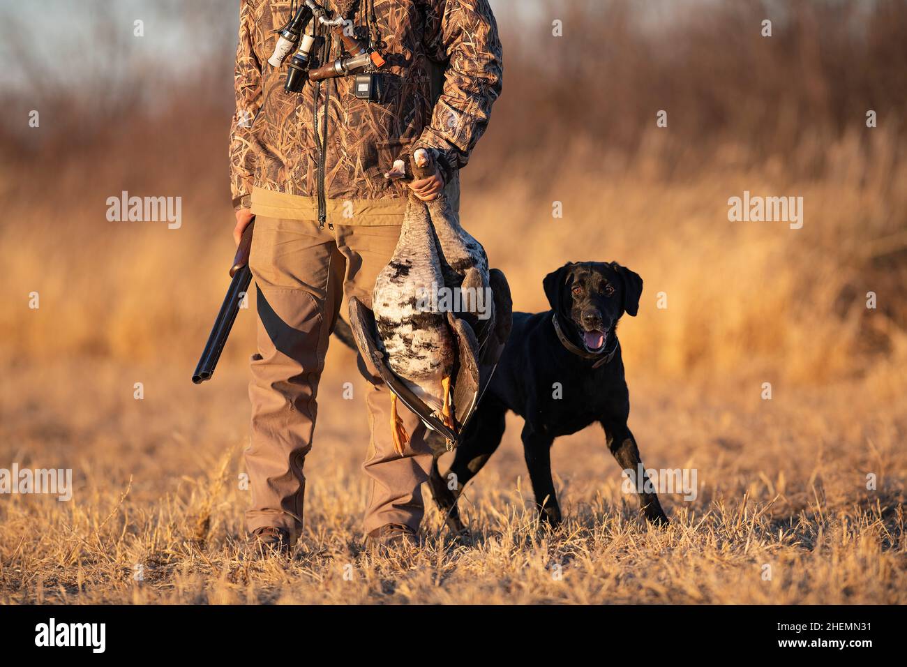 A goose hunter and his Black Labrador Retriever Stock Photo - Alamy