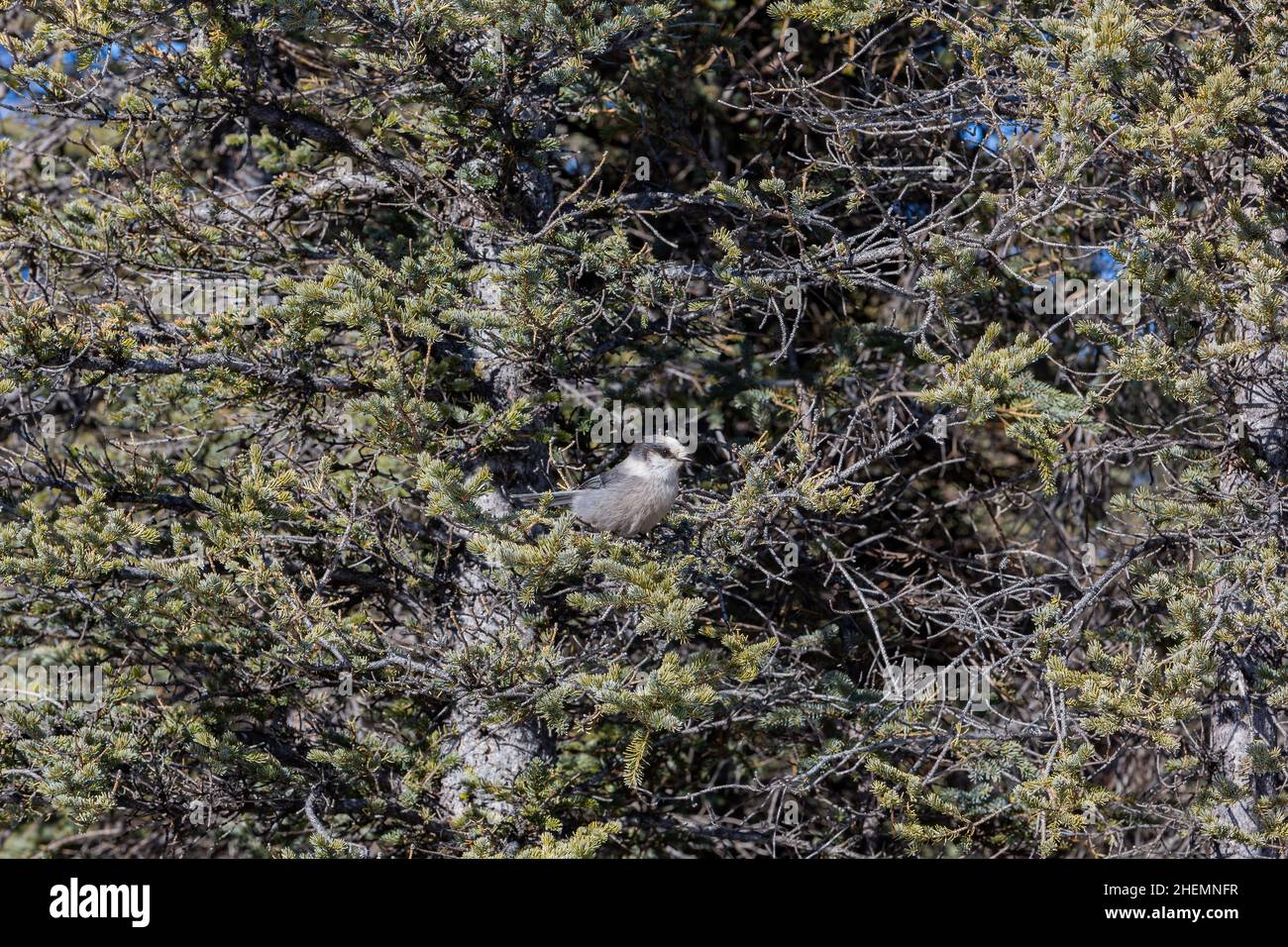 Close up shot of Perisoreus bird at Fairbanks, Alaska Stock Photo - Alamy