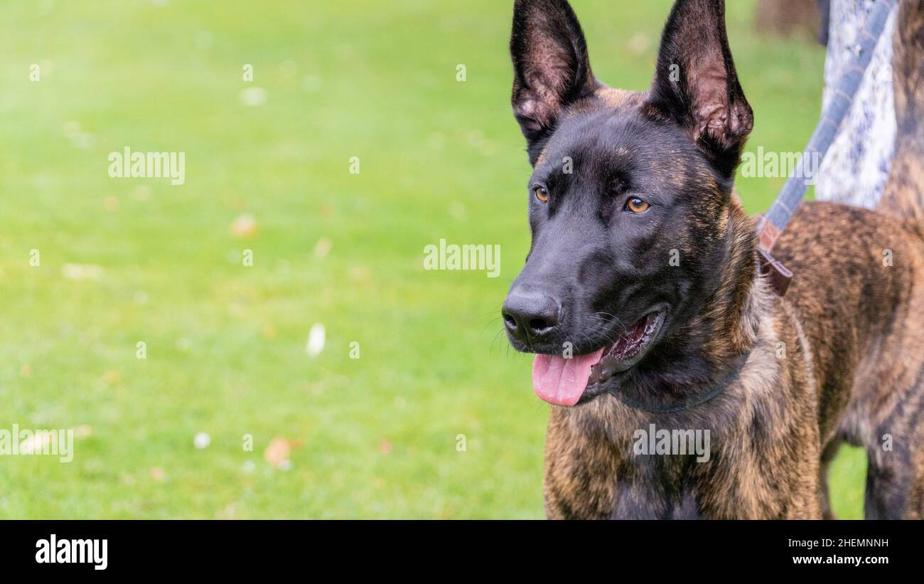 Dutch herder dog breed hi-res stock photography and images - Alamy