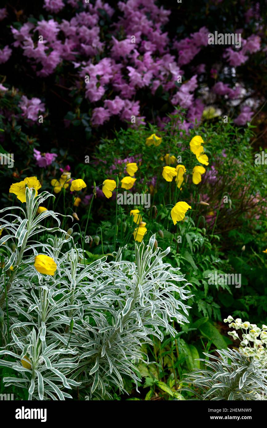 Euphorbia characias Tasmanian Tiger,Tasmanian Tiger Spurge,evergreen ...