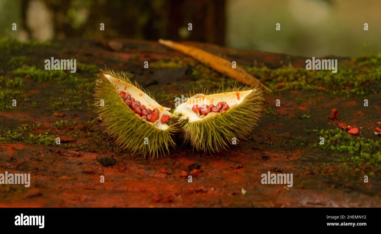 Achiote seeds hi-res stock photography and images - Alamy