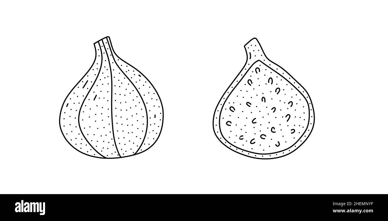 Hand drawn vector illustration of a fig in doodle style. Cute ...
