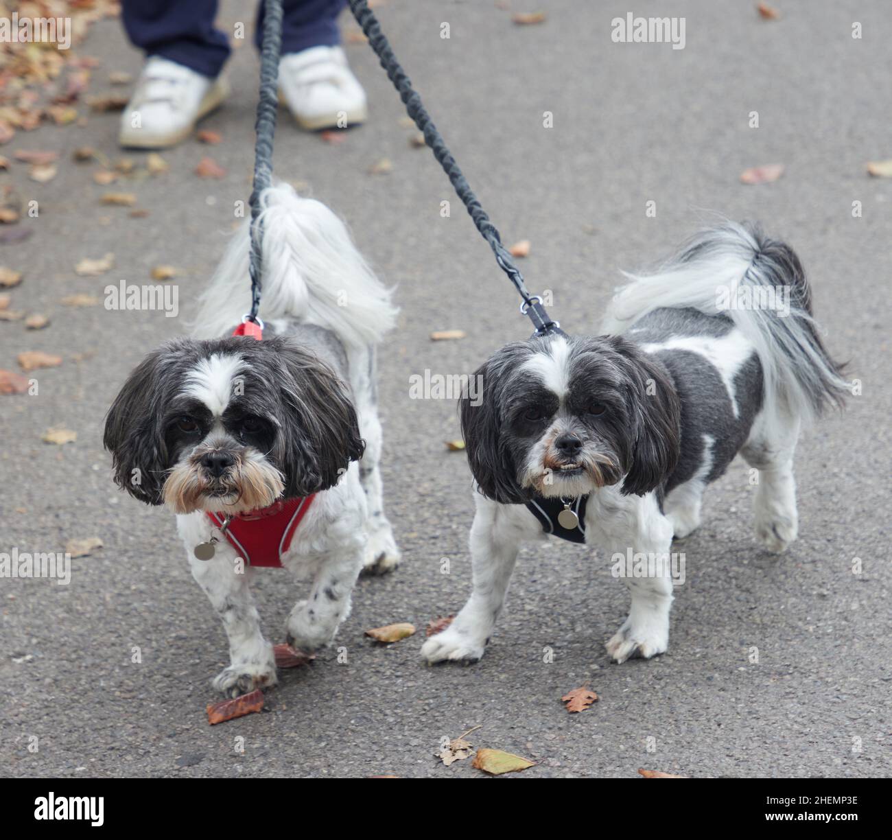 Two dogs seen on a lead Stock Photo - Alamy