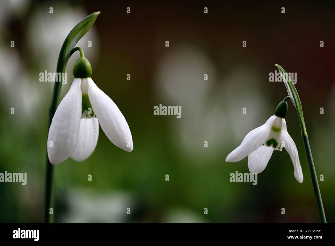 Comparing size comparison hi-res stock photography and images - Alamy