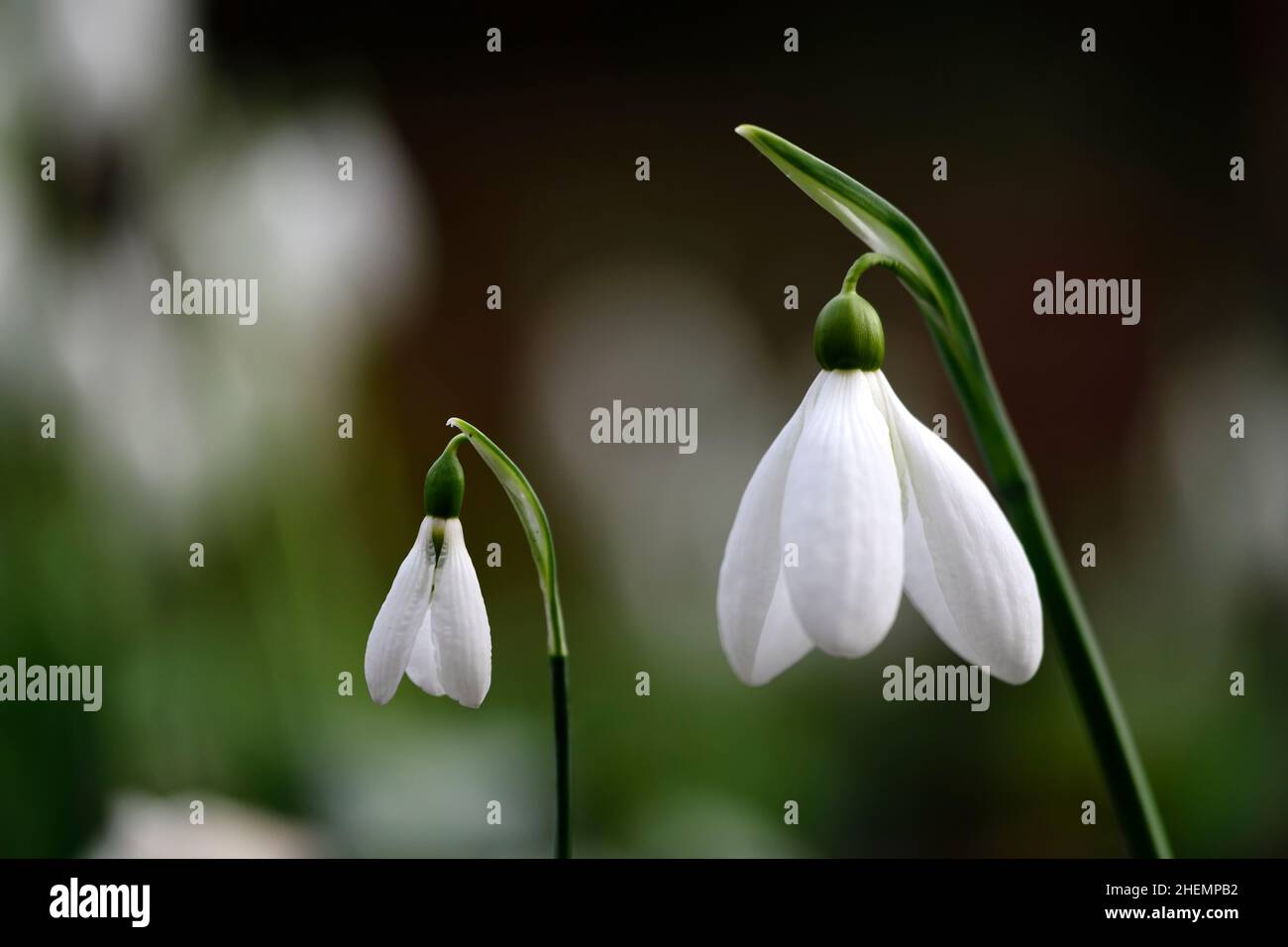 Galanthus bursanus hi-res stock photography and images - Alamy