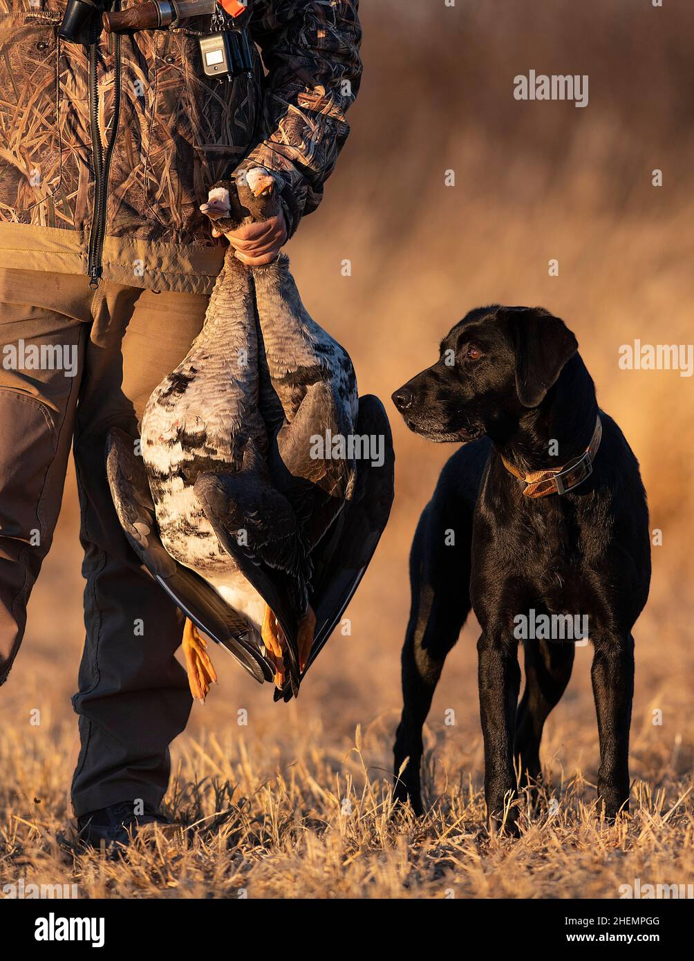 A goose hunter and his Black Labrador Retriever Stock Photo - Alamy