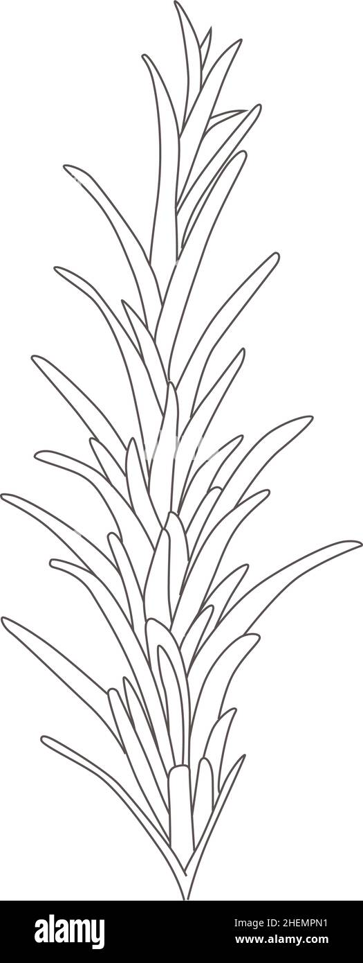 Fresh rosemary bunch in Stock Vector Images - Alamy