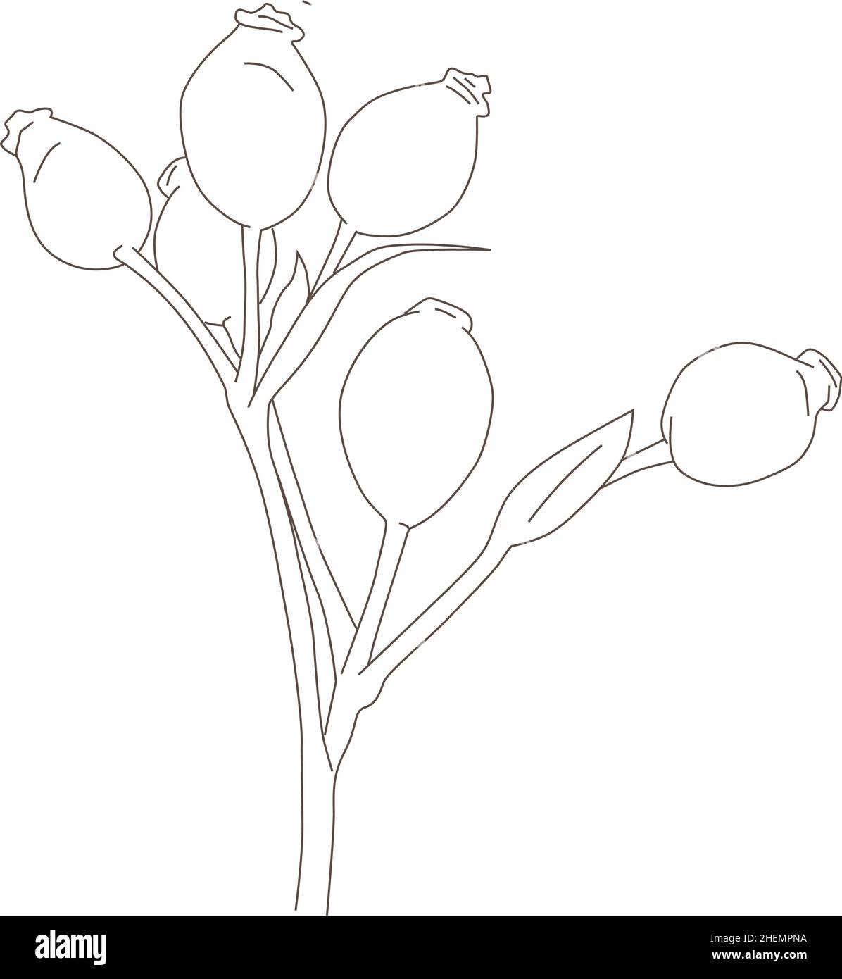 illustration of a rosehip Stock Vector Image & Art - Alamy