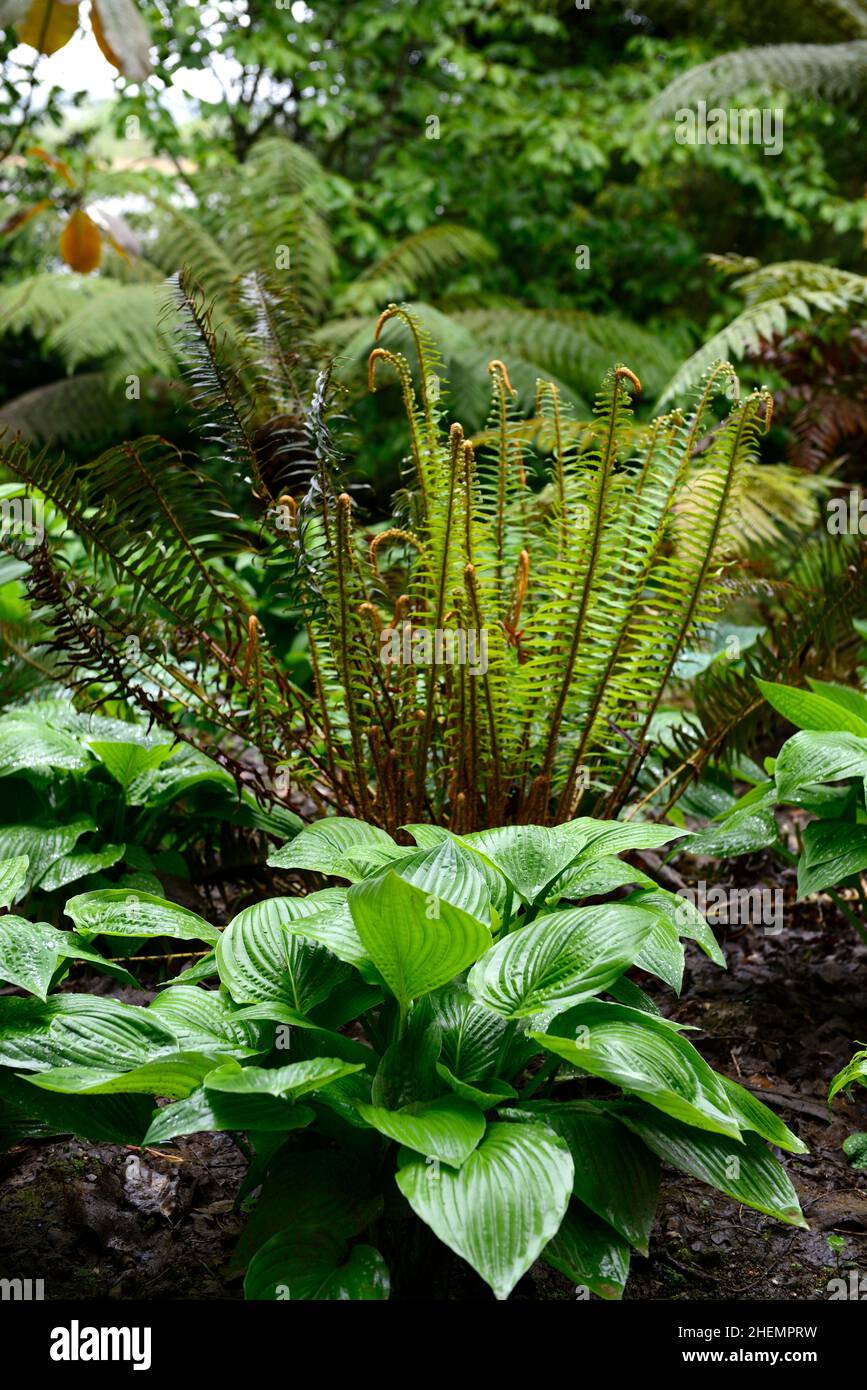 hostas,hosta,fern,ferns,Dicksonia Antartica,Tree Fern,mixed woodland ...