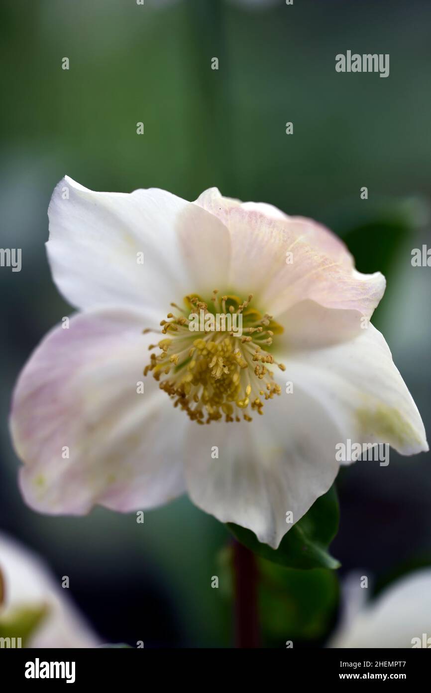 Hellebore ‘christmas carol’ hi-res stock photography and images - Alamy