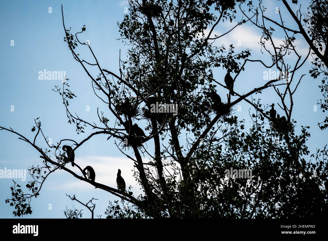 Great Cormorant (Phalacrocorax carbo) or Common Cormorant, colony and ...