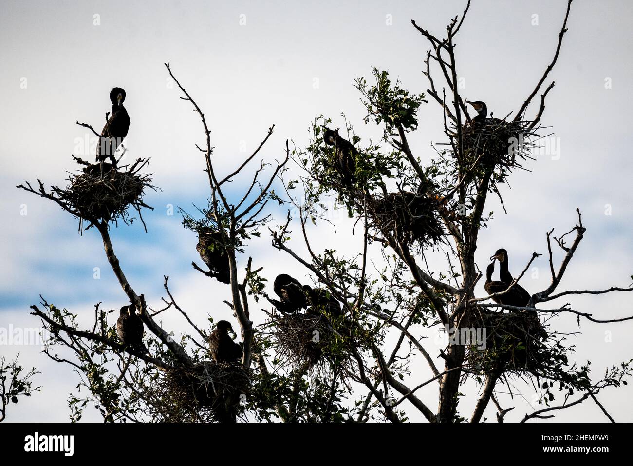 Great Cormorant (Phalacrocorax carbo) or Common Cormorant, colony and ...