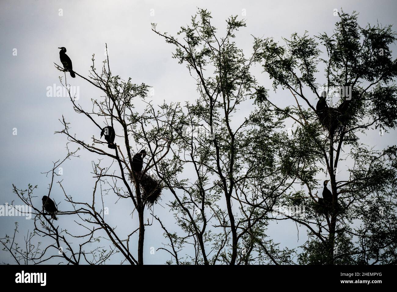 Great Cormorant (Phalacrocorax carbo) or Common Cormorant, colony and ...