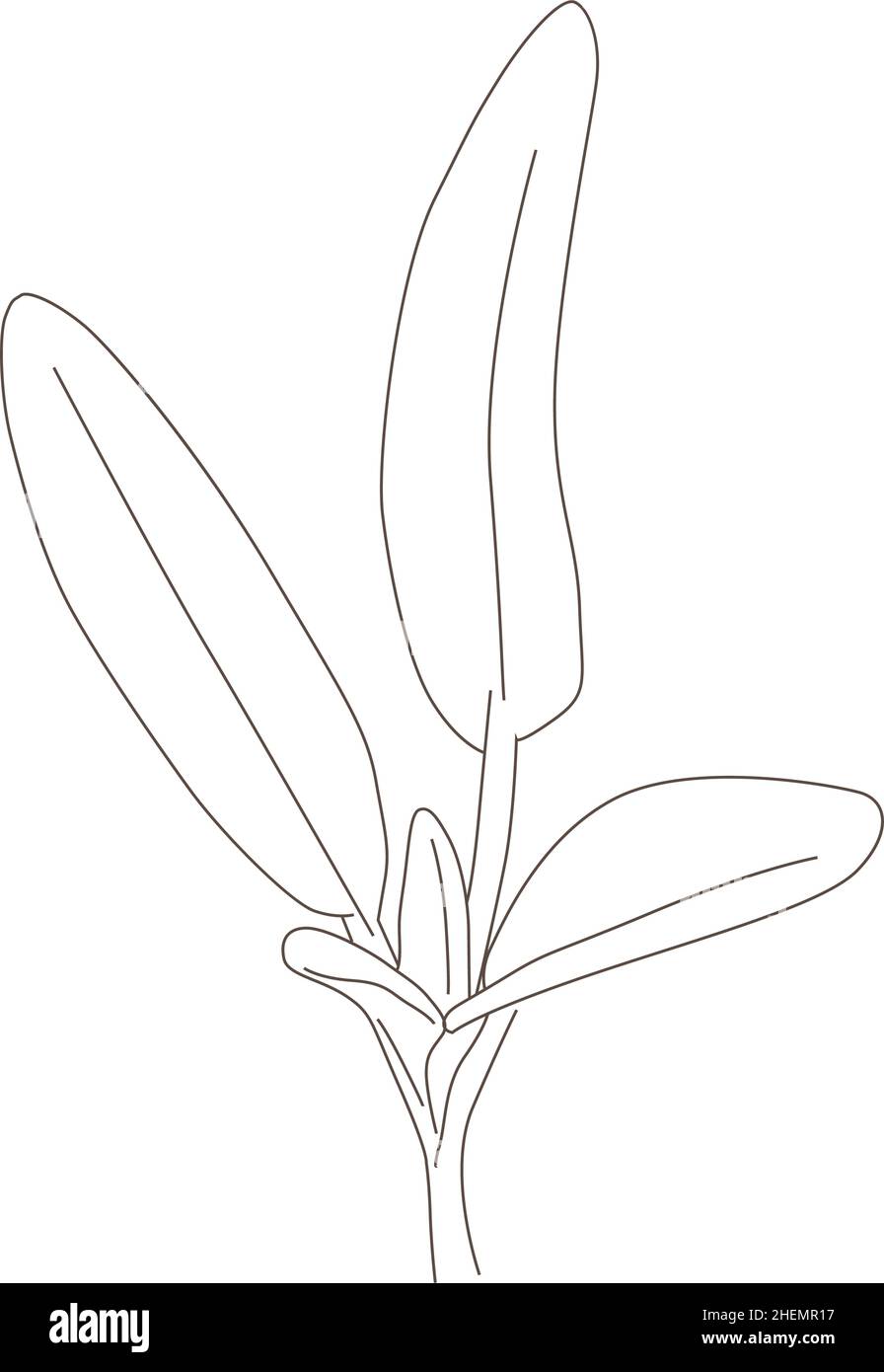 illustration of a sage plant Stock Vector Image & Art - Alamy