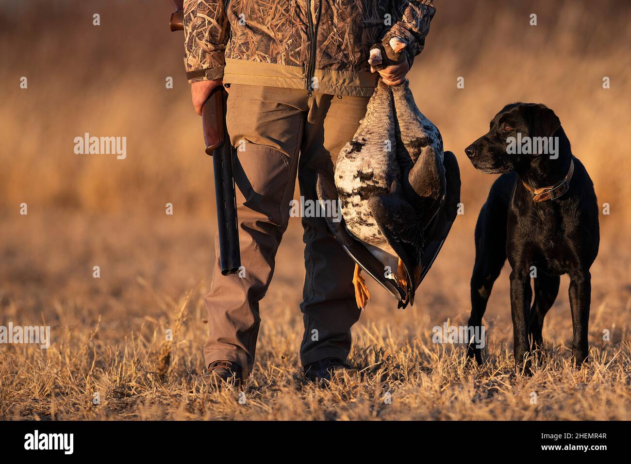 A goose hunter and his Black Labrador Retriever Stock Photo - Alamy