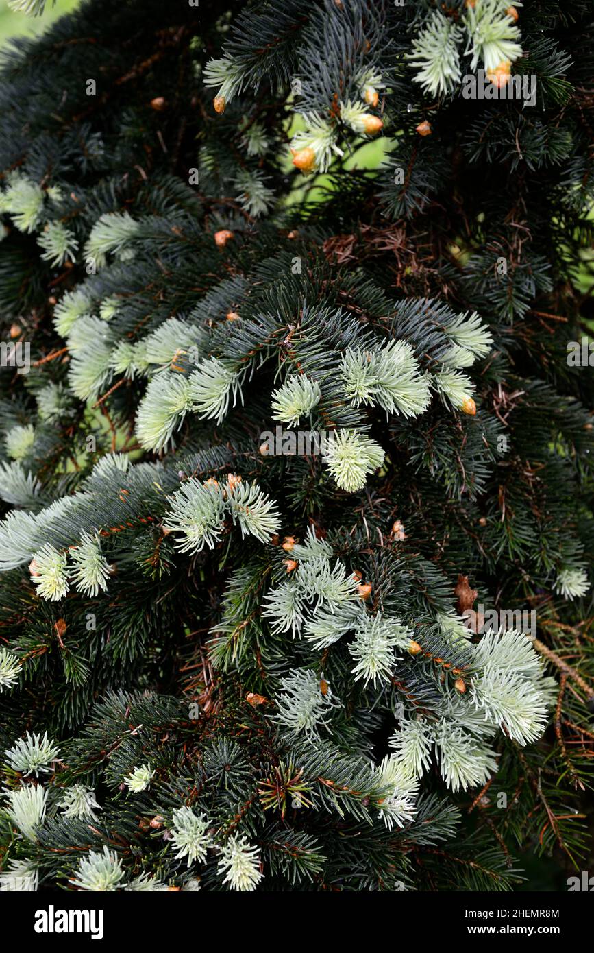 Blue pine tree hi-res stock photography and images - Alamy