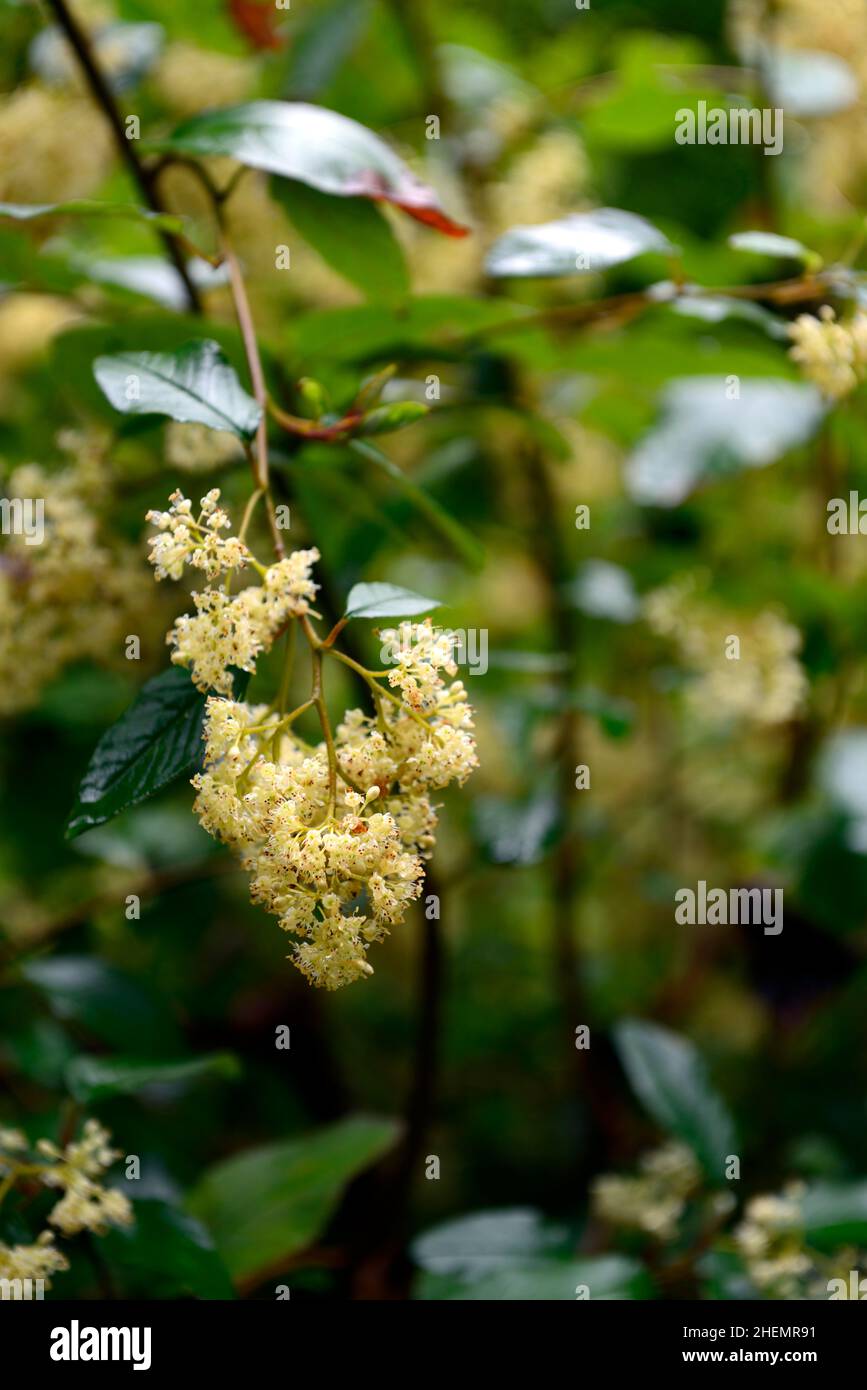 Hazel pomaderris hi-res stock photography and images - Alamy