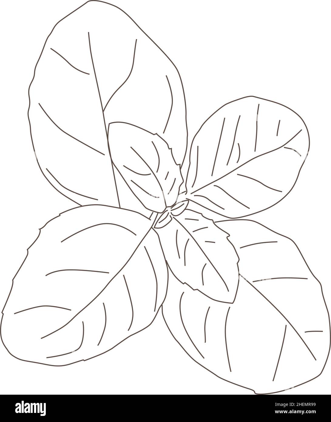 Basil herb garden Stock Vector Images - Alamy