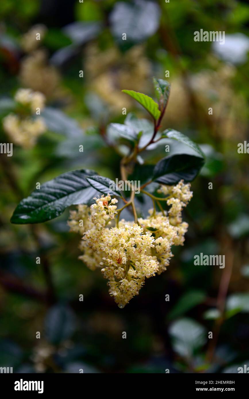 Pomaderris aspera hi-res stock photography and images - Alamy