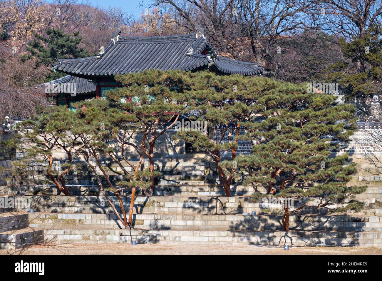Chinese juniper hi-res stock photography and images - Alamy