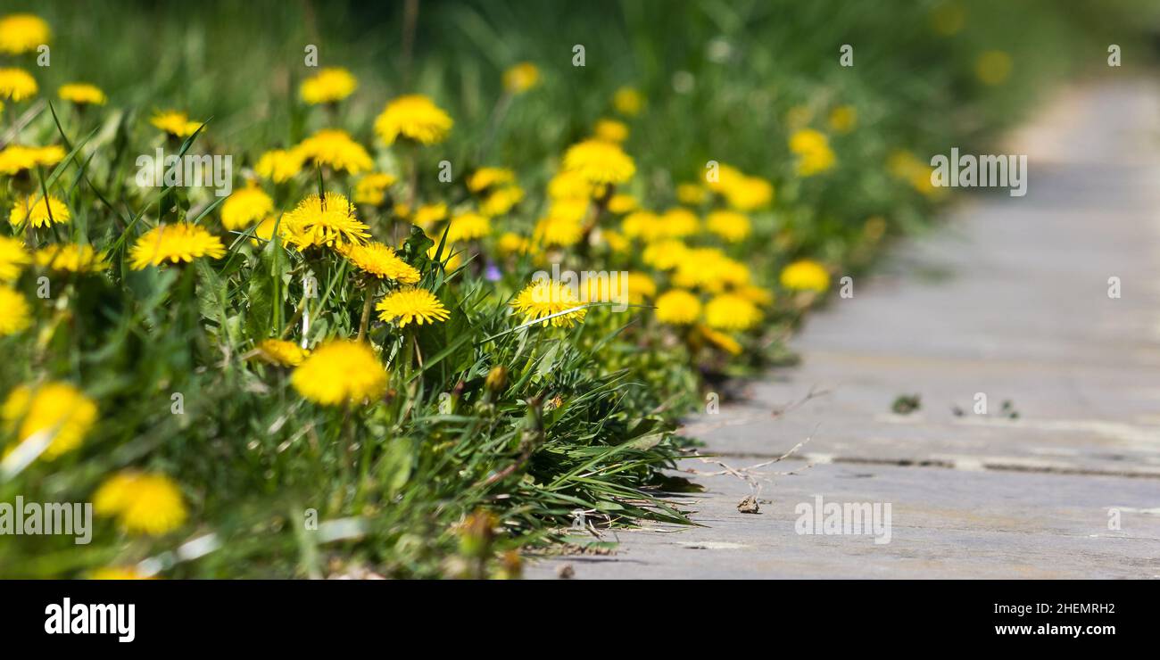 field with yellow dandelion flowers. closeup of green environment ...