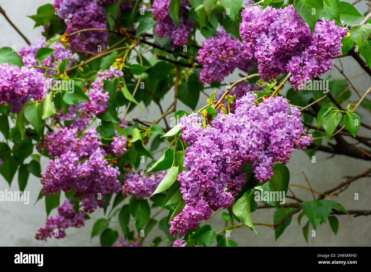 purple lilac shrub blossoms in spring. Beautiful floral nature ...