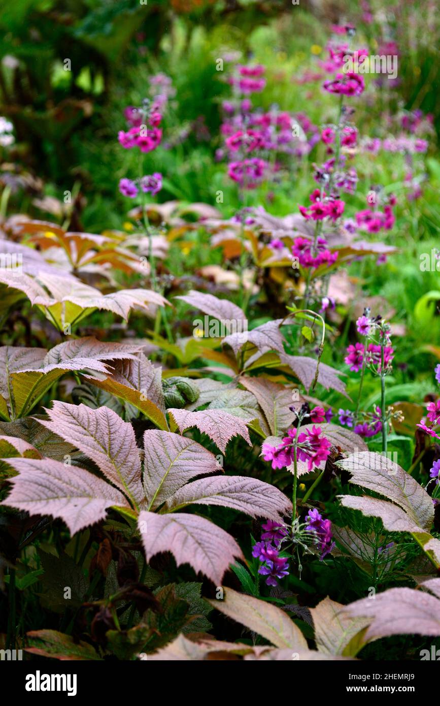Rodgersia podophylla,leaves,foliage,primula japonica millers crimson ...