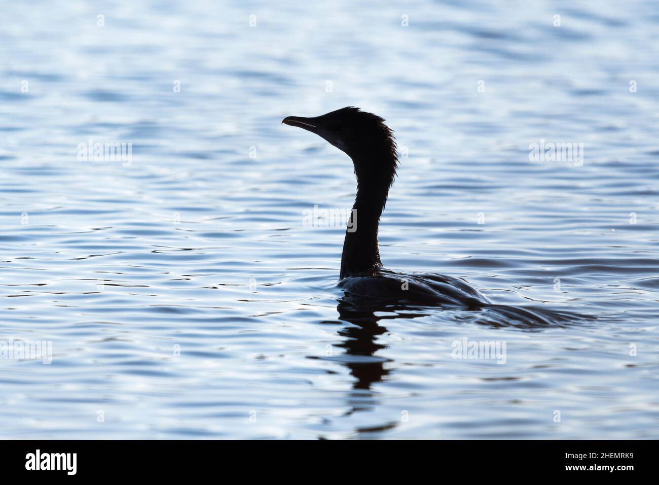 Pygmy cormorant (Microcarbo pygmeus), in the water, backlit silhouette ...