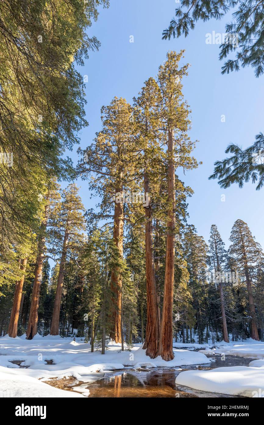 beautiful old sequoia trees under blue sky in winter with snow Stock ...