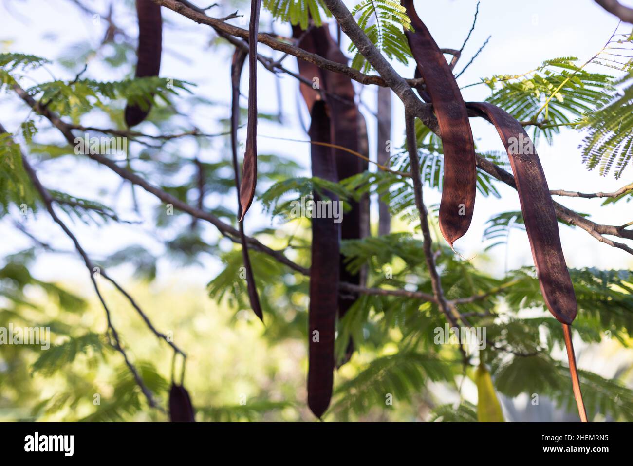 Tropical tree with big seed pods. Selective focus Stock Photo - Alamy