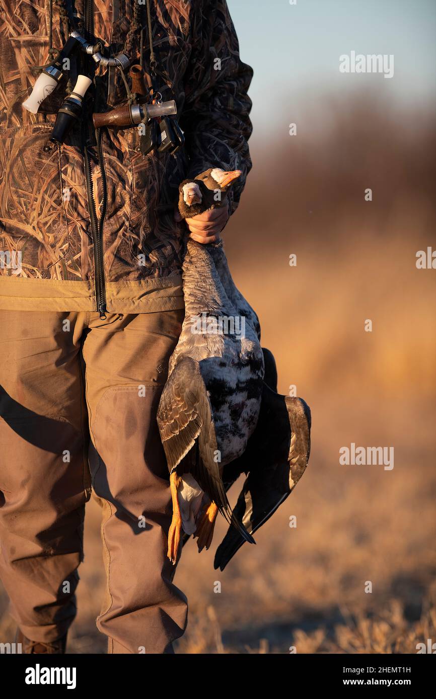 A goose hunter and his Black Labrador Retriever Stock Photo - Alamy
