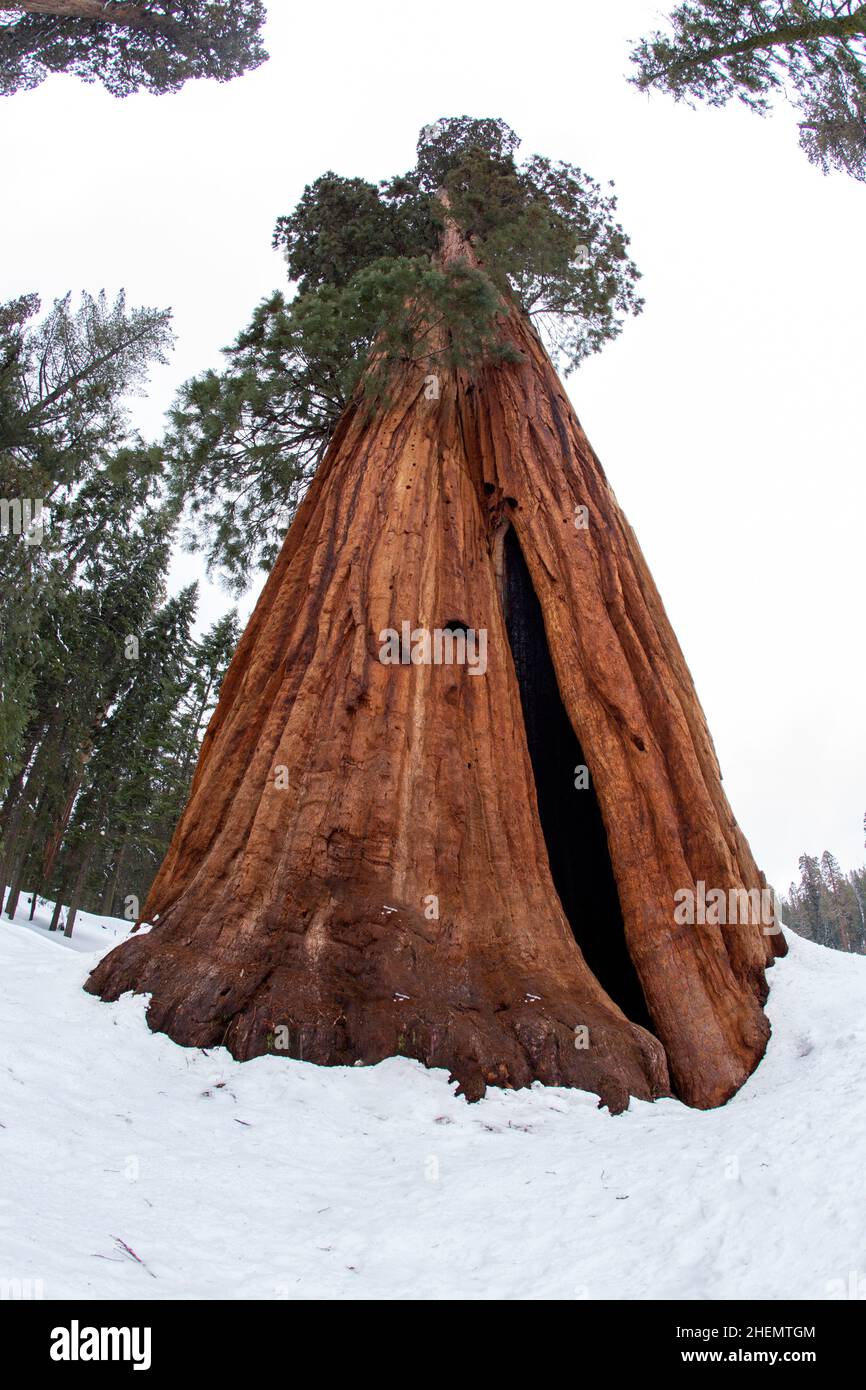 old huge sequoia tree in snow in the sequoia tree national park Stock ...