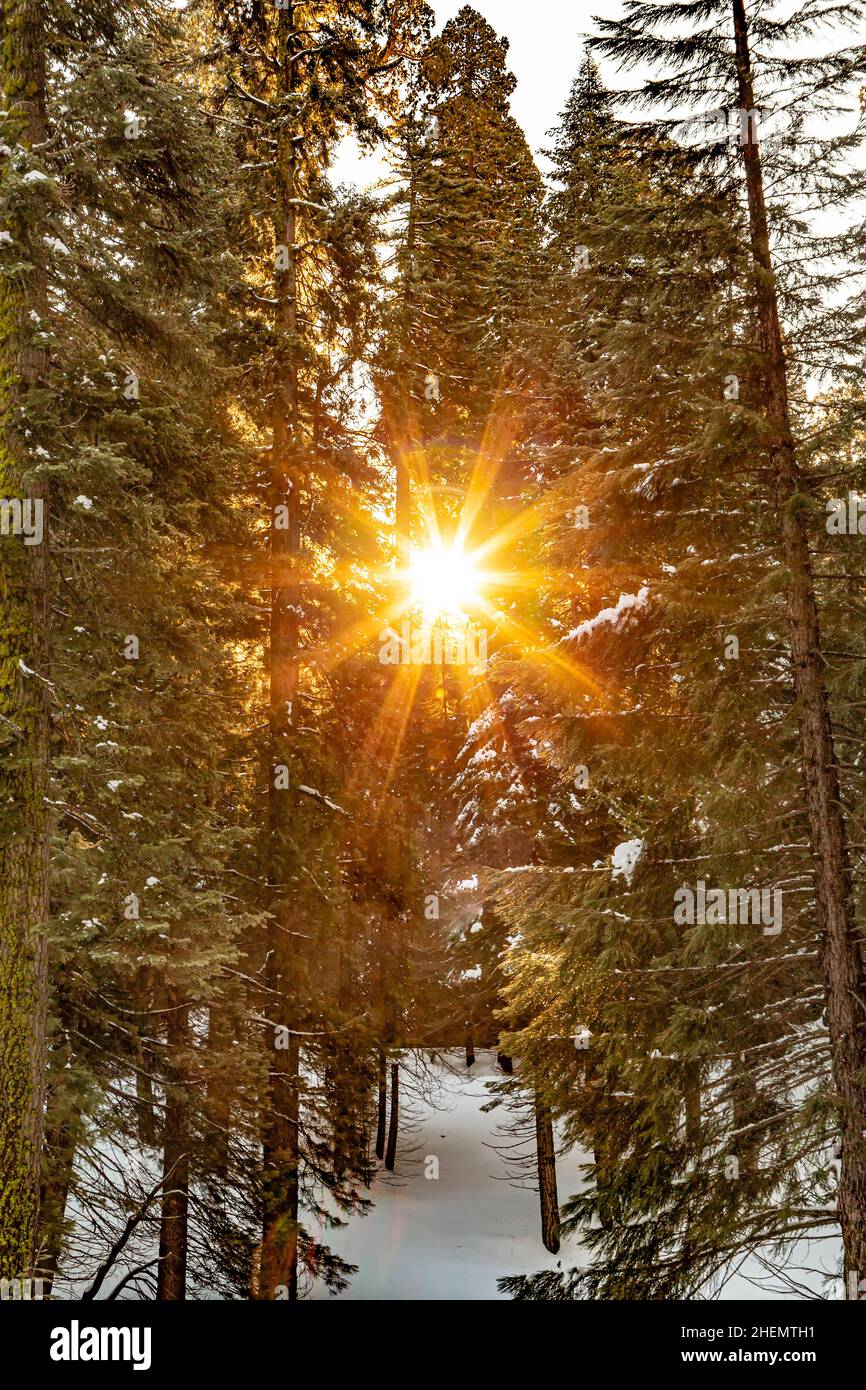 sunset in the sequoia national park with trees in snow and bright ...