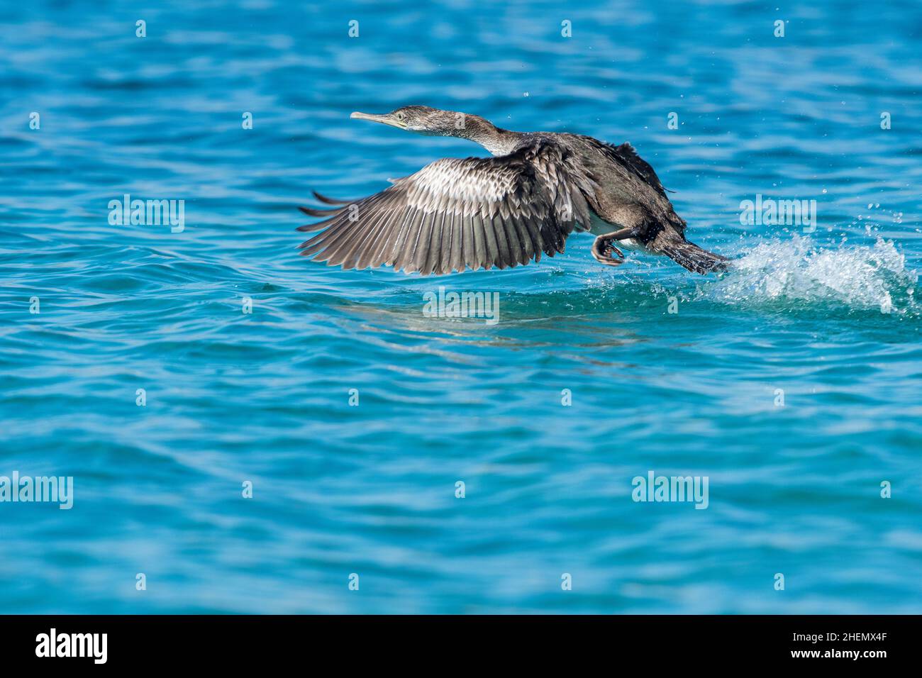 European shag or common shag(Phalacrocorax aristotelis), juvenile ...