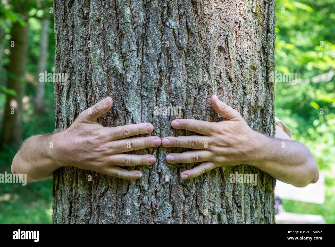 embrassing an old tree gives a good feeling Stock Photo - Alamy