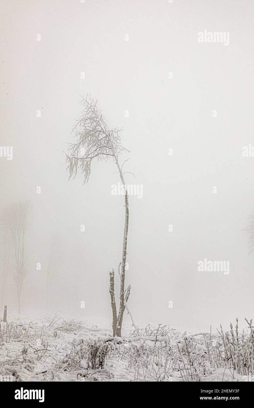 winter landscape in forest with white covered trees in Germany Stock ...