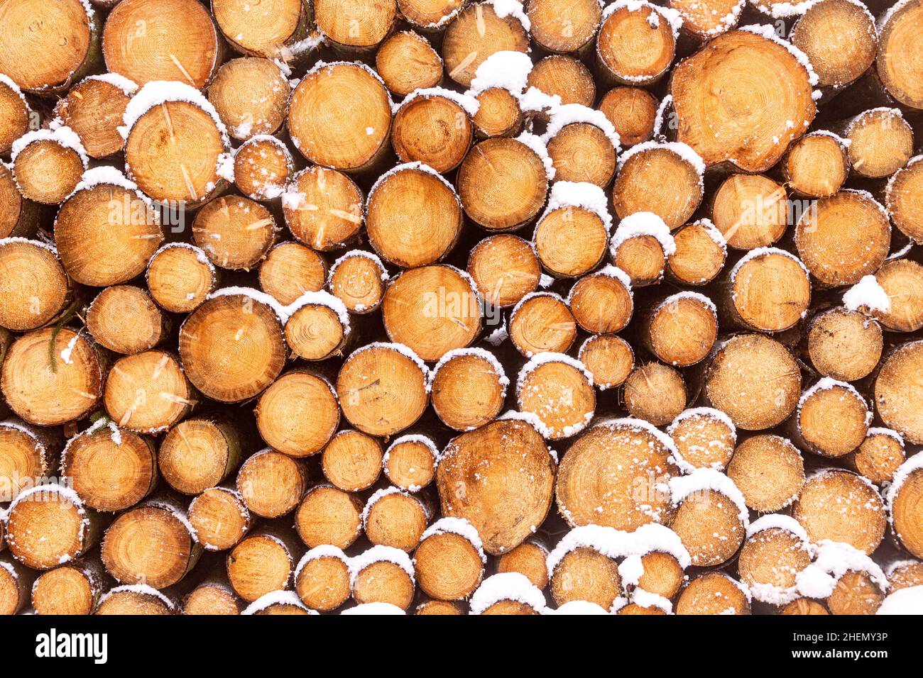 staple of cutted wood in the forest covered with snow Stock Photo - Alamy