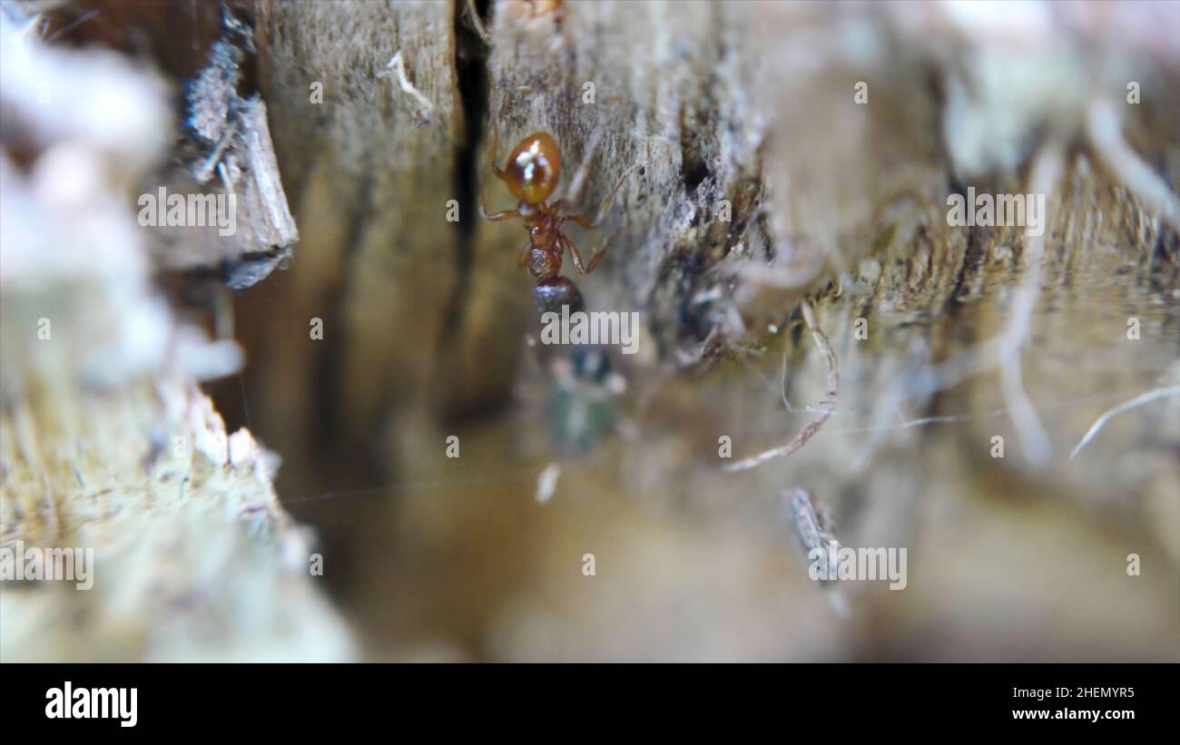 Beetle and ants macro view. Ants running around near hole in ground ...