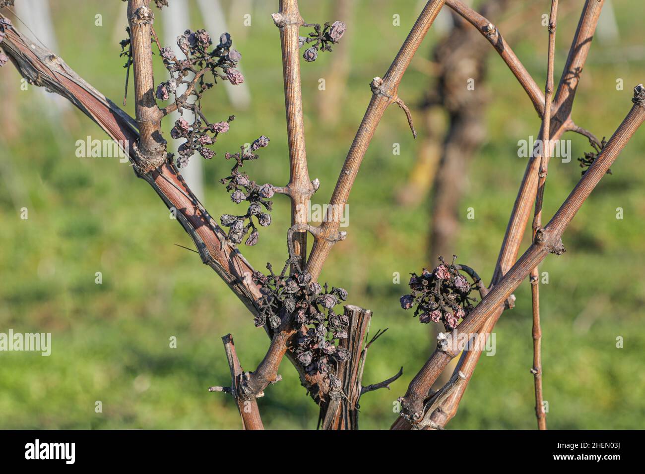dried grape berries at a vine in detail Stock Photo - Alamy