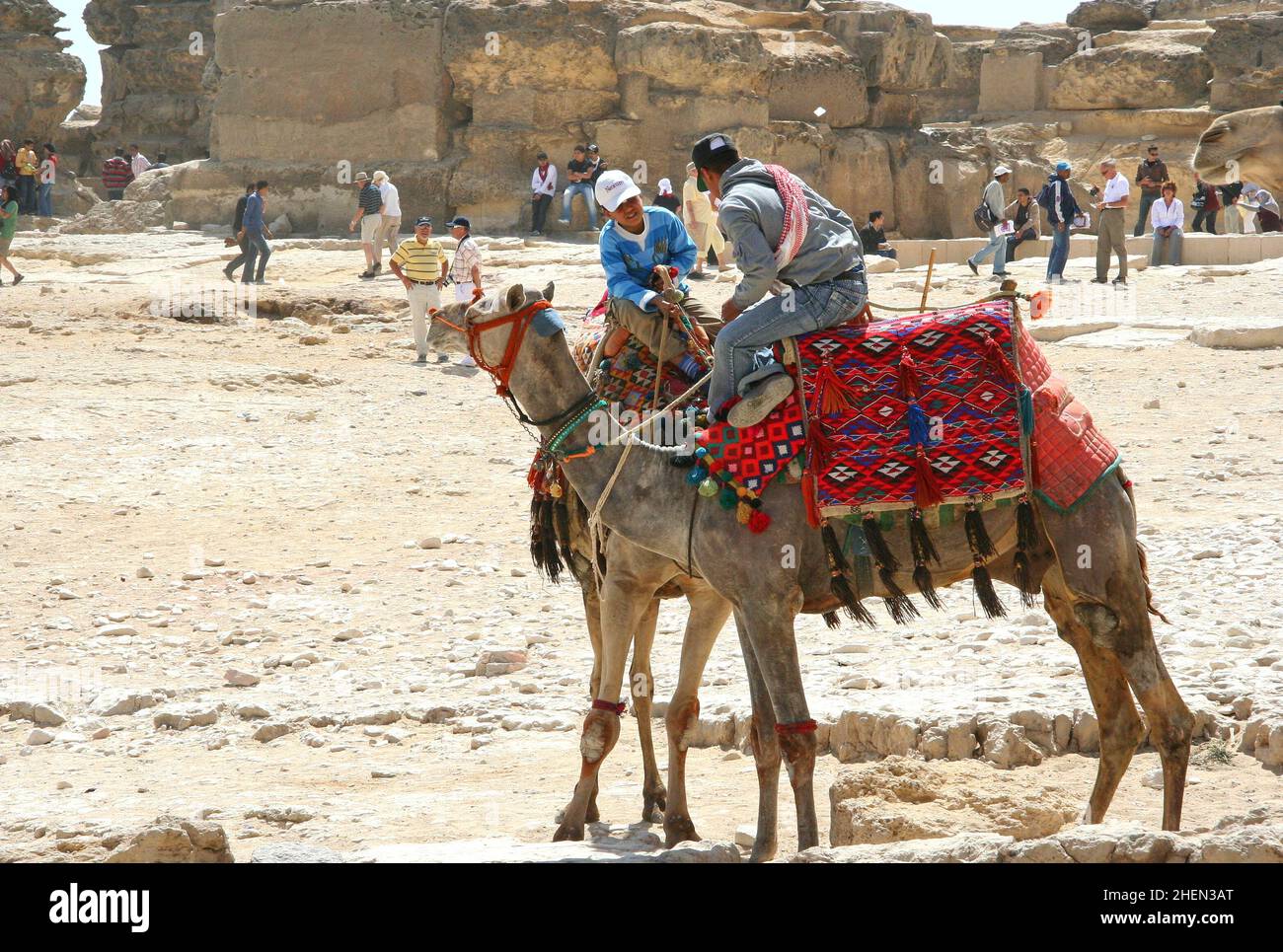 Two tourist camel drivers talking in Egypt Stock Photo - Alamy