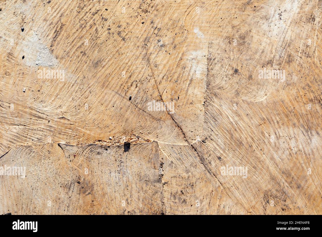 Sawed off tree hi-res stock photography and images - Alamy
