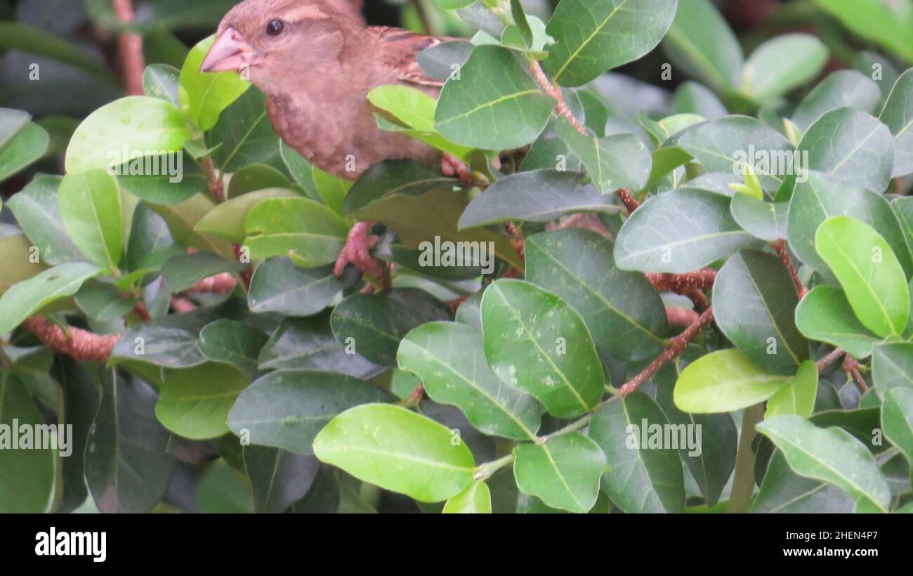 Acerola tree hi-res stock photography and images - Alamy